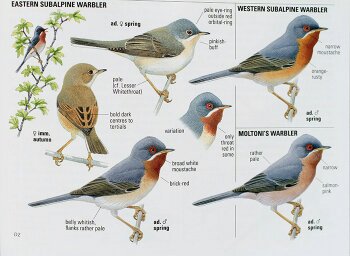 Zeldzaam, klein en blauwgekleurd vogeltje in Wageningen: Westelijke ...