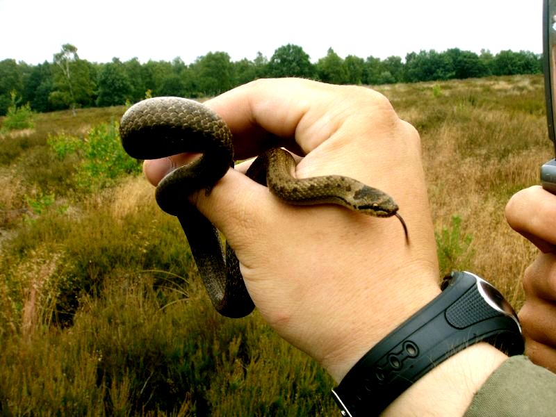 Gladde Slang; het buitenbeentje van de Nederlandse reptielen ...