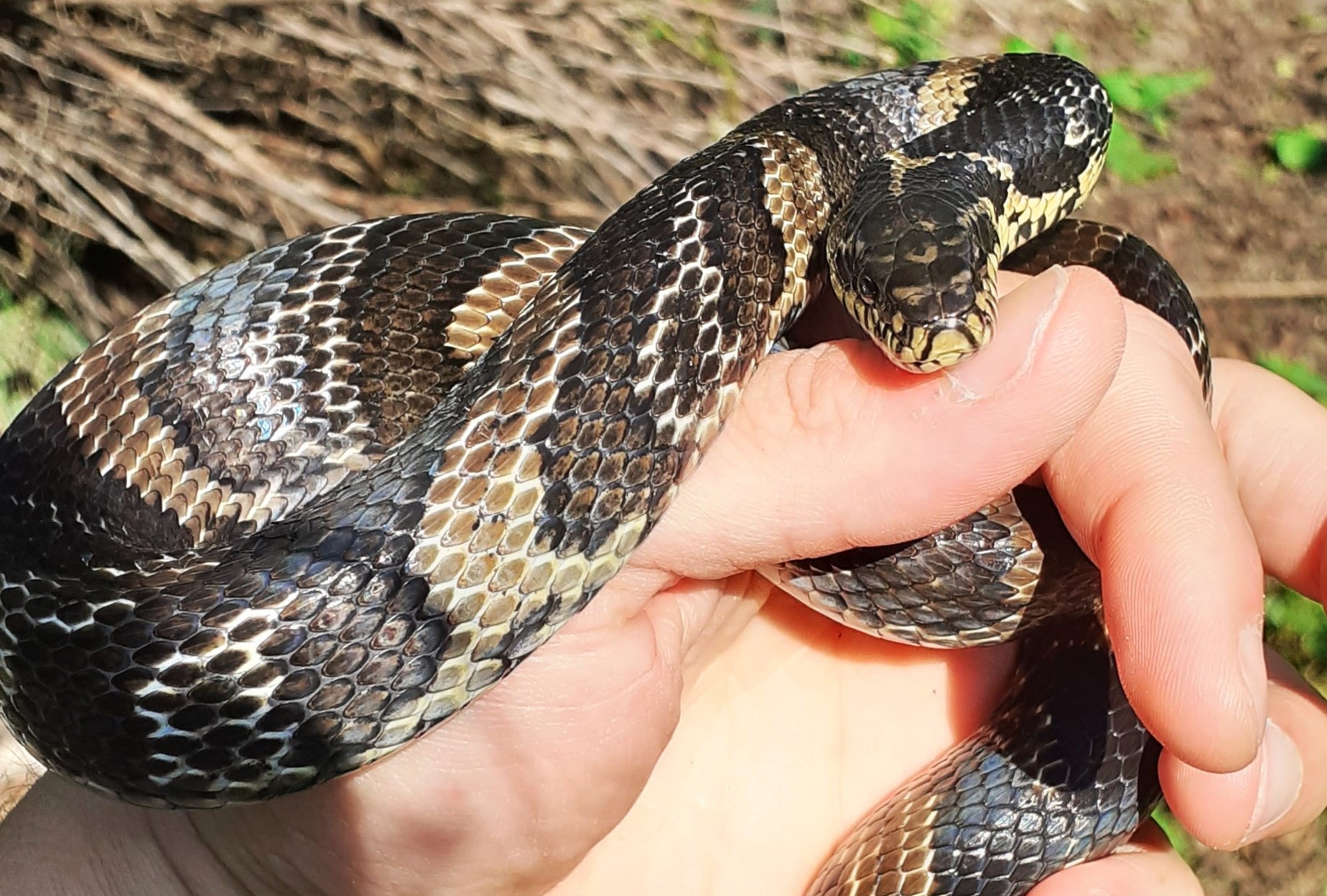 Jaaroverzicht reptielen en amfibieën – NATUURVERSLAVING
